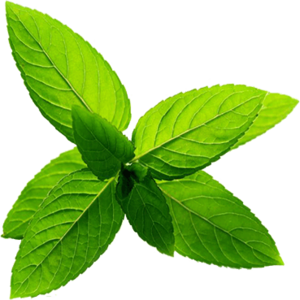 Pencig Peppermint Vape Liquid 10ml